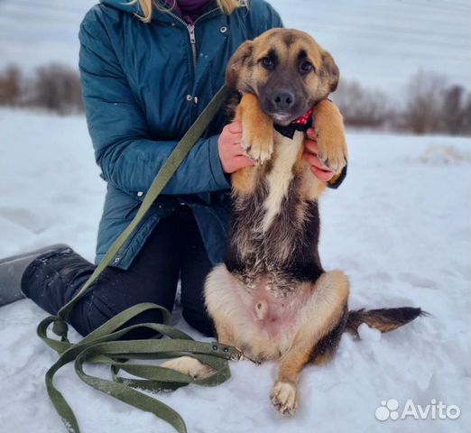 Спасите Никсу познать любовь и домашние счастье
