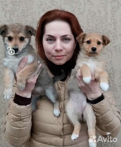 Щенки маленькой собаки в добрые руки