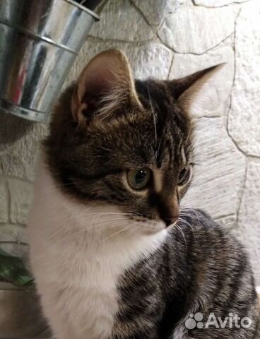 Котёнок, дружит с собаками