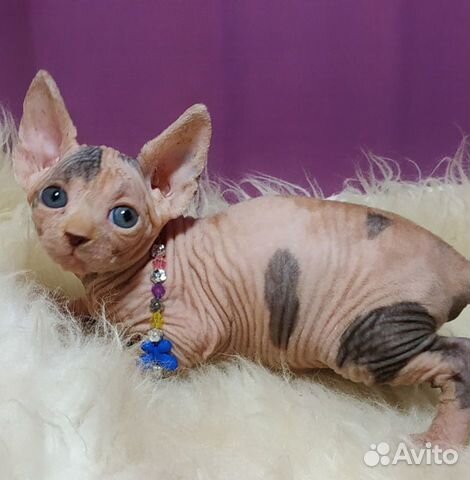 Канадский сфинкс