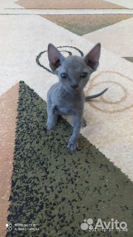 Котята сфинкс браш