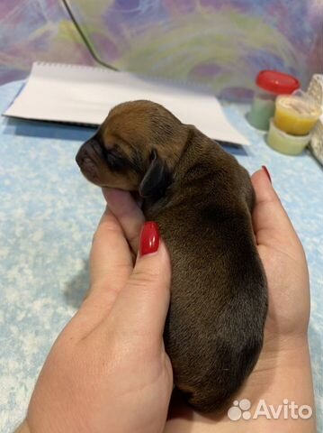 Щенки таксы