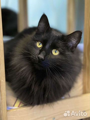 Котодети из приюта ищут своих родителей