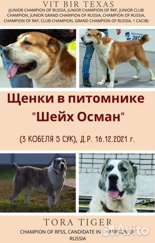 Среднеазиатская овчарка щенки