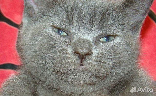 Котик короткие лапки