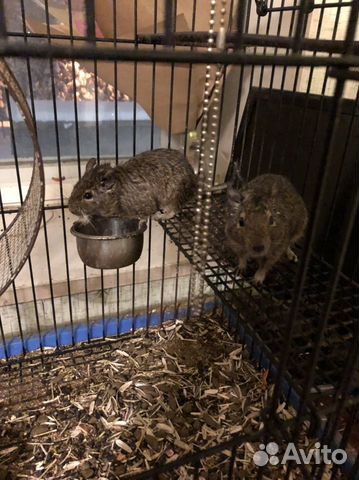 2 белки деггу
