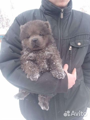 Щенок чау чау мини