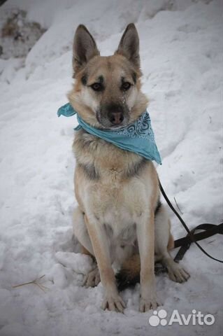 Скромный Норд грустит в приюте один