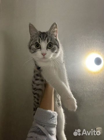 Кошка