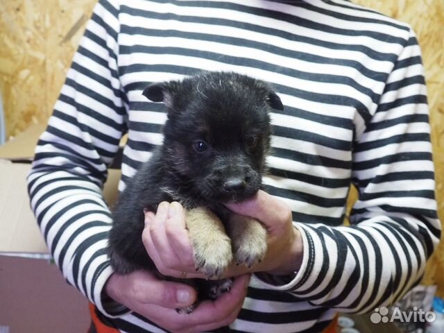 Щенок. 1.5 месяца, ищет дом, в добрые руки