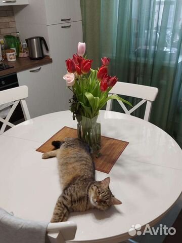 Британские котята короткошерстные
