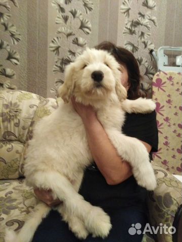 Щенки южнорусской овчарки