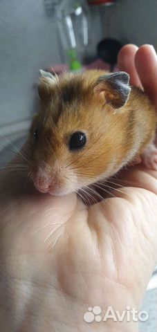 Сирийский хомяк с клеткой