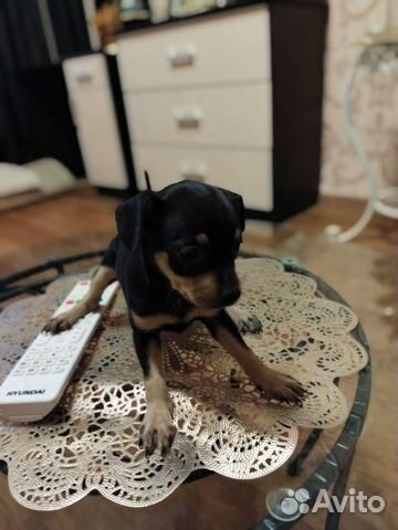 Карликовый пинчер 8 000