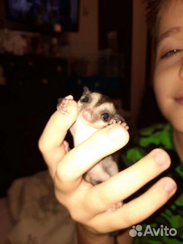 Белка летяга