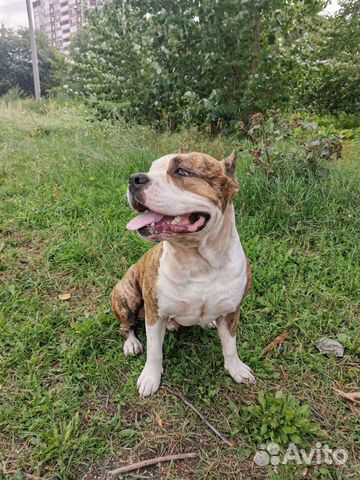 Стаффорд на вязку