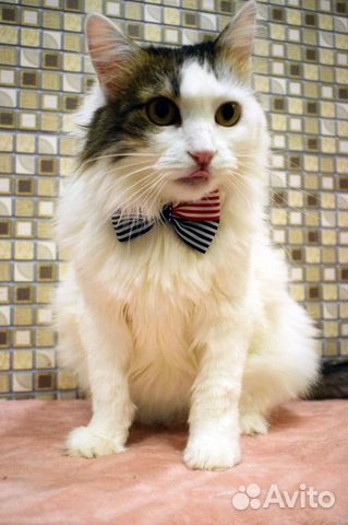 Кошечка Алиса 1,5 года