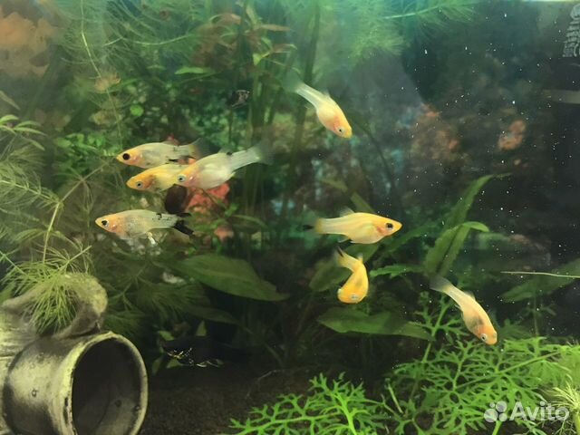 Рыбки Моллинезии