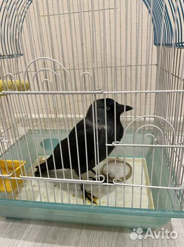 Галка в добрые ответственные руки