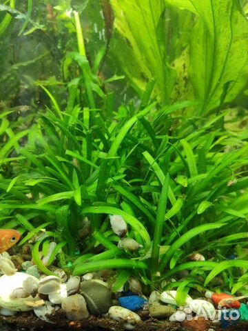 Улитки аквариумные