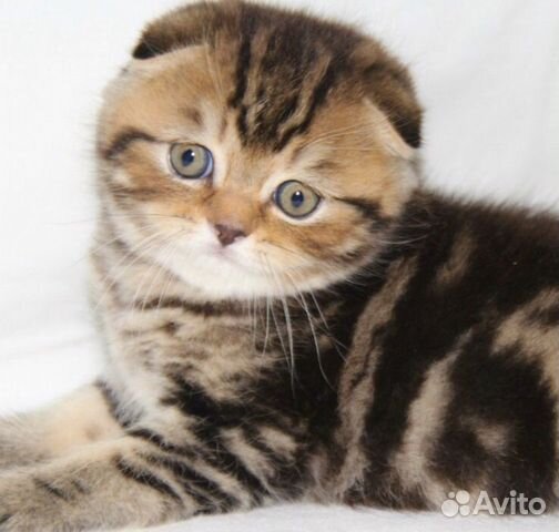 Шикарные шотландские вислоушки и прямоушки