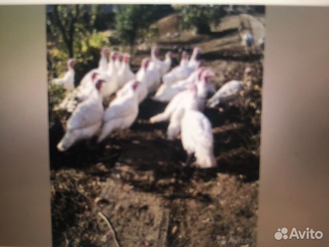 Индюки живым весом продам