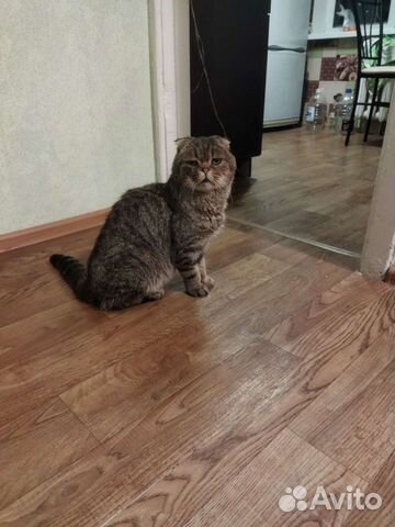 Отдадим кота