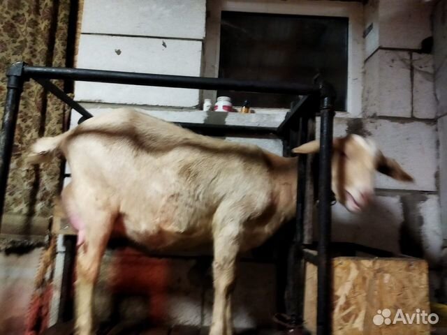 Коза дойная