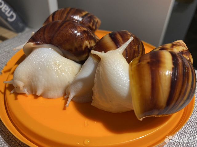 Улитка ахатина белая