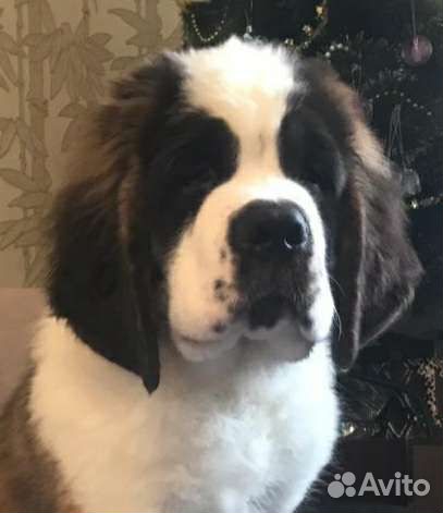 Сенбернара малыш