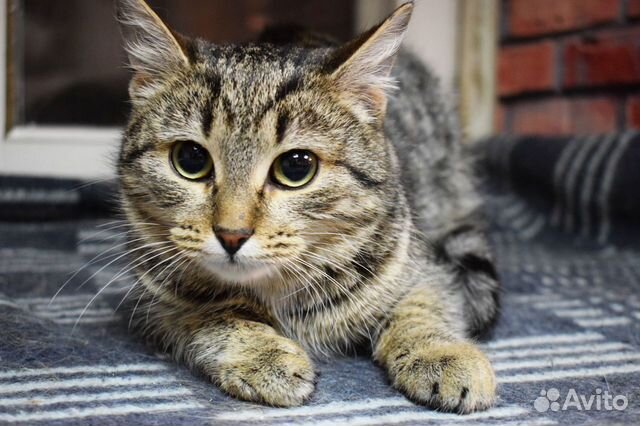 Котенок девочка Соня 5 мес