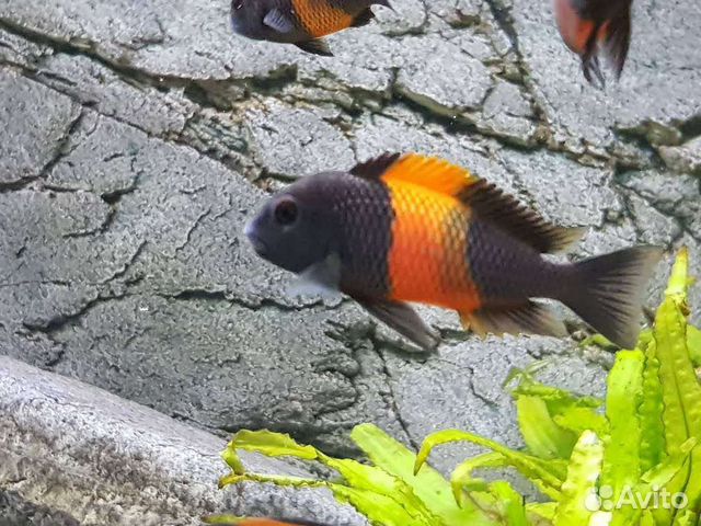 Трофеусы бемба