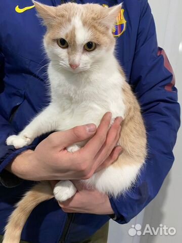 Кошка в добрые руки