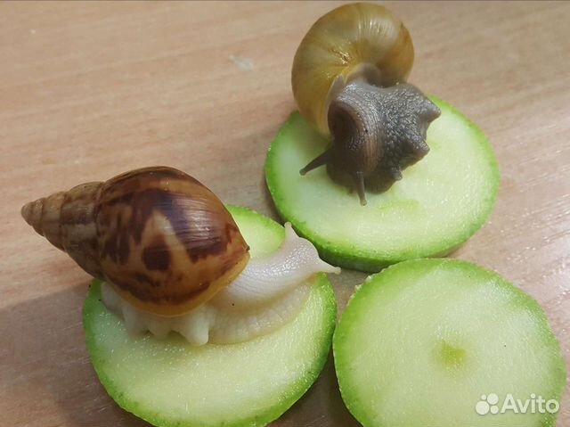 Улитки ахатины бесплатно
