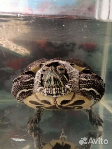 Красноухая черепаха с аквариумом