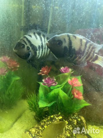 Рыбки цихлиды