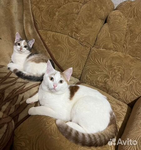 Кошка кот котенок