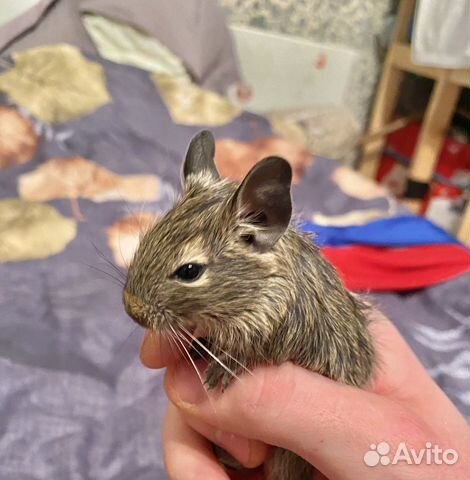 Белка Дегу чилийская