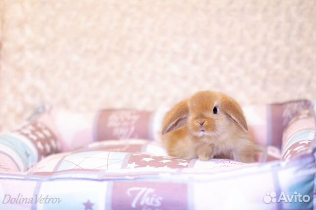 Мальчик вислоухий карликовый