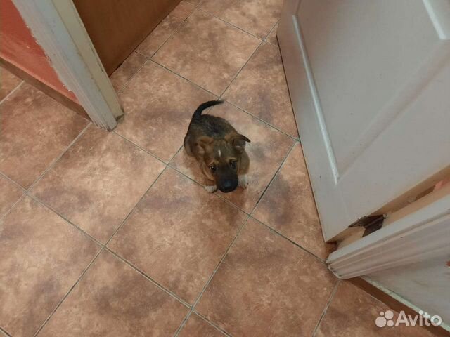 Щенок мелкашик ищет дом