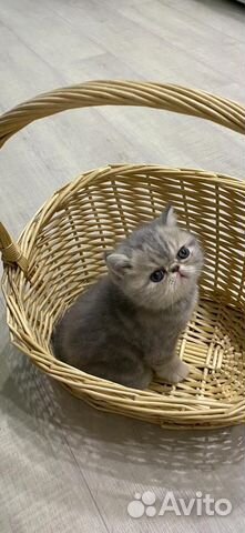 Котенок экзот девочка
