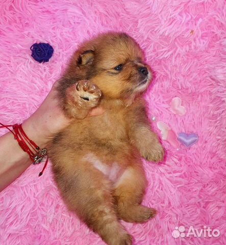 Минюшечка медвежонок малышка померанского шпица