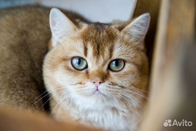 Золотая шиншилла страйт