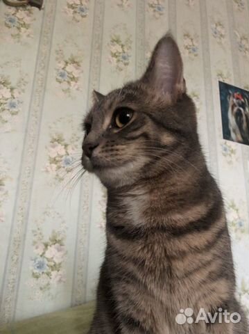 Вязка кошки