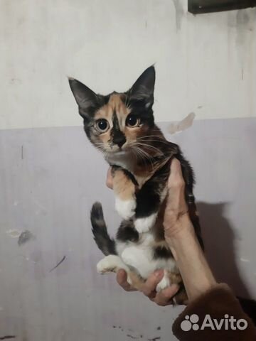 Котёнок-девочка в добрые руки