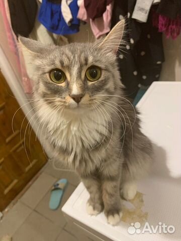 Кошка