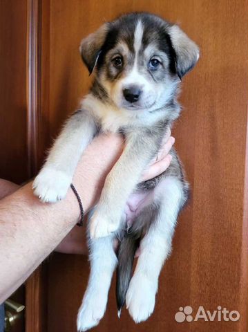 Щенки метис хаски бесплатно