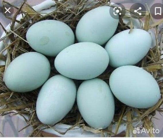 Инкубационное яйцо