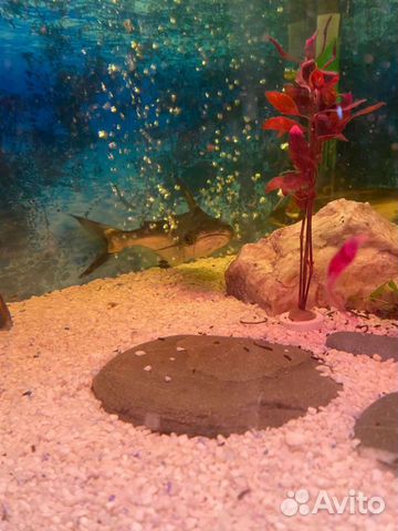 2 сома пангасиуса бесплатно