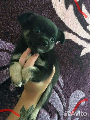 Малыши чихотой